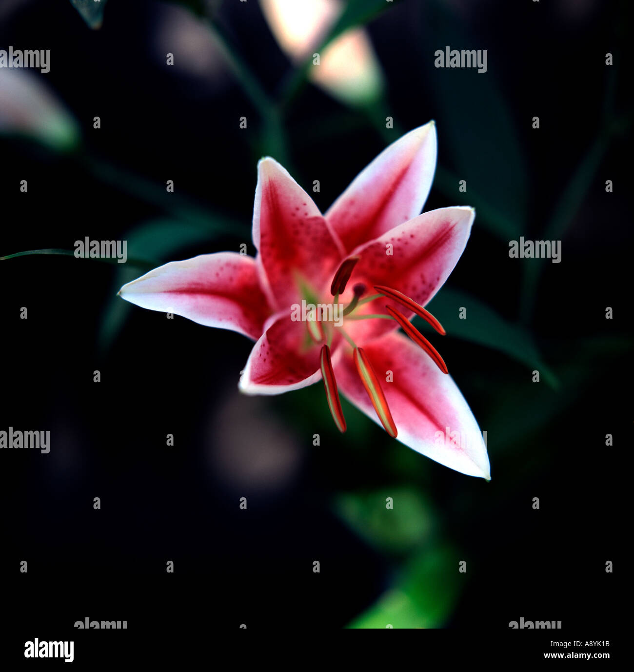 Lily reproduction hi-res stock photography and images - Alamy