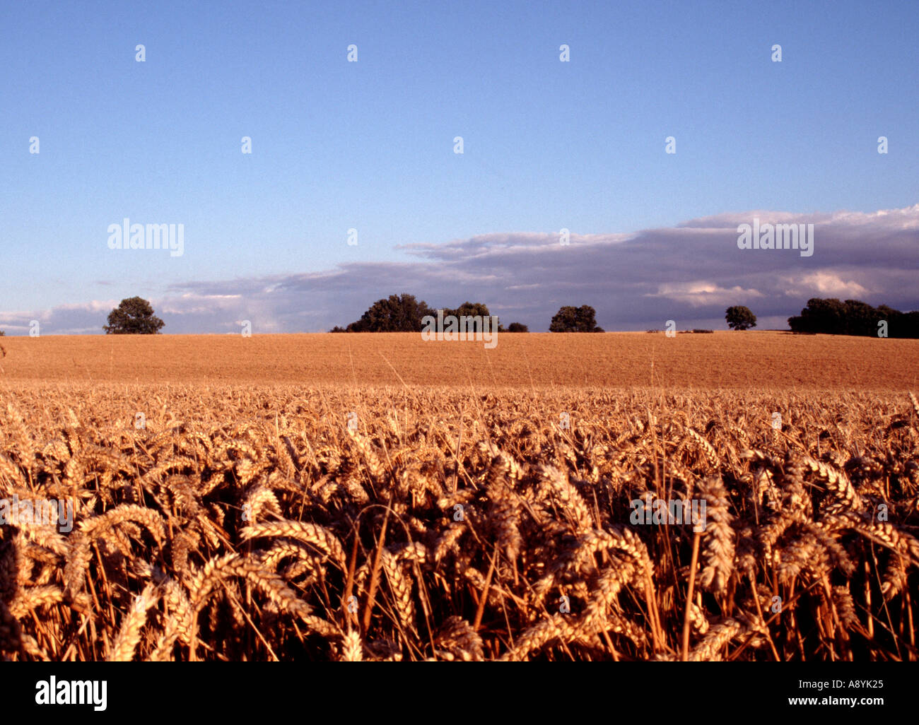 Wheat Field England Stock Photo - Alamy