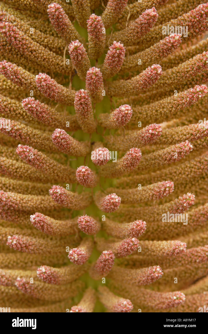 Gunnera flower spike hi-res stock photography and images - Alamy