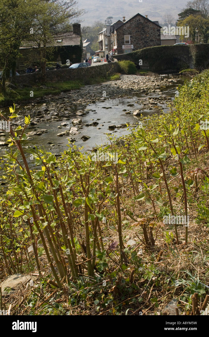 Welsh knot hi-res stock photography and images - Alamy