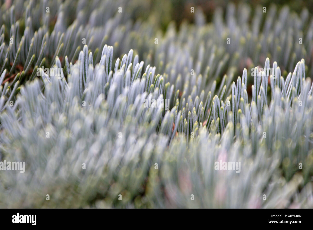 Closeup needles on tree hi-res stock photography and images - Alamy