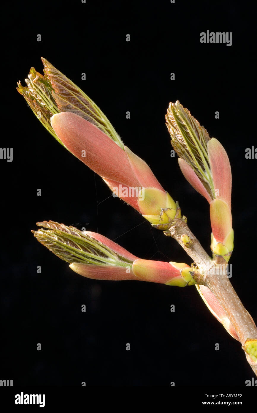 Bursting of buds hi-res stock photography and images - Alamy