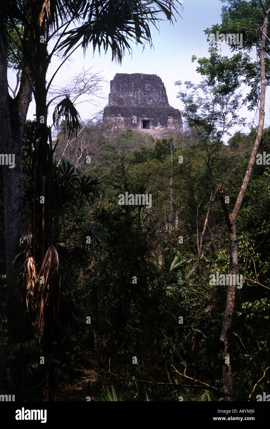 MAYAN TEMPLE IV IN THE JUNGLE AT TIKAL GUATEMALA Stock Photo - Alamy