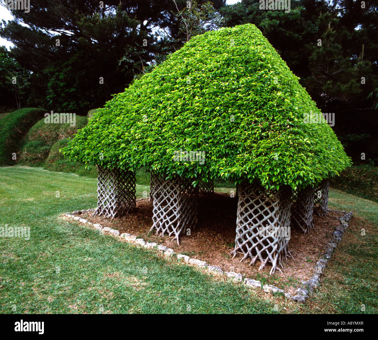 Ficus Microcarpa Topiary