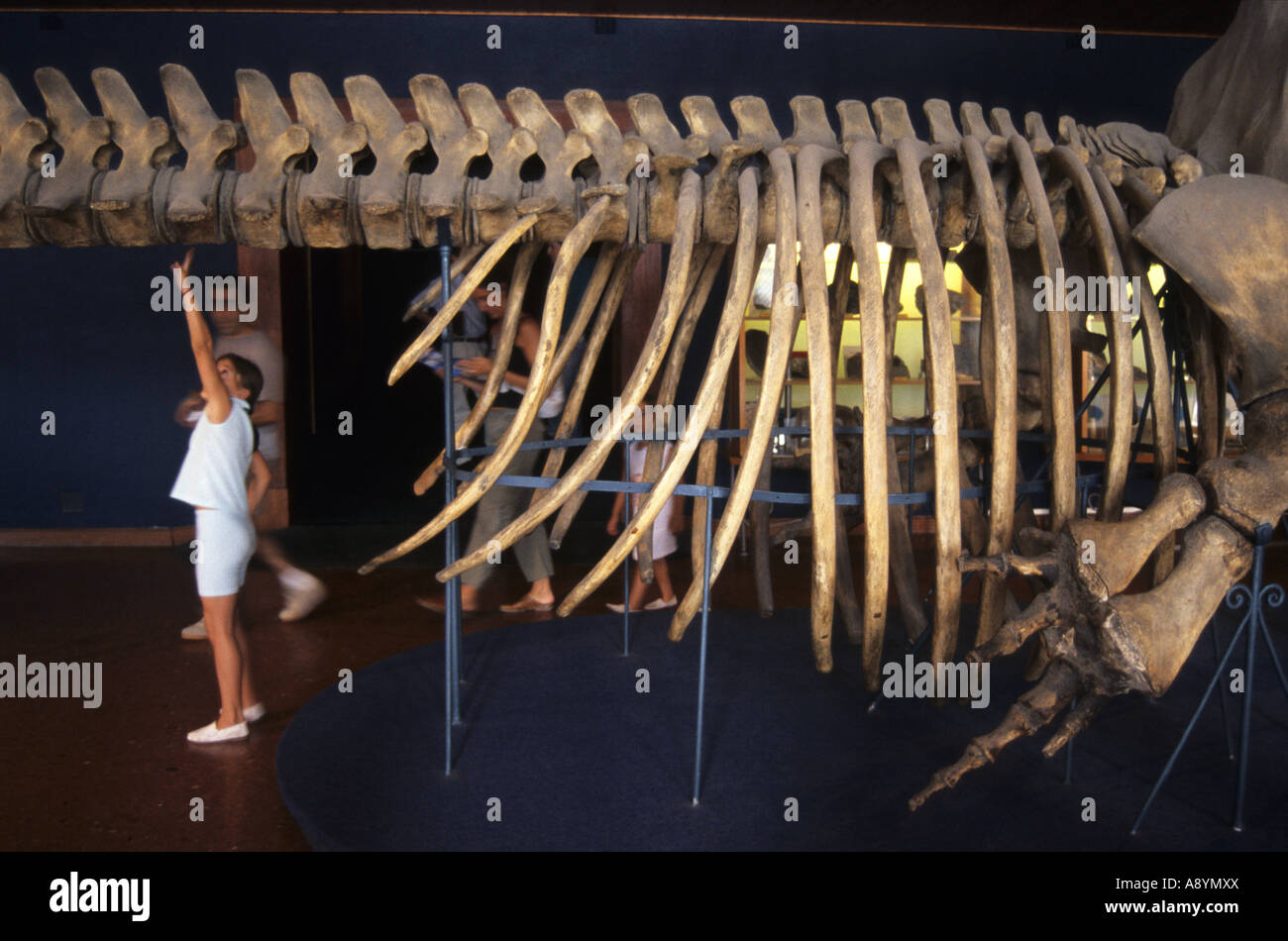 SPAIN Basque Country Gipuzkoa Province San Sebastian Basque whale ...