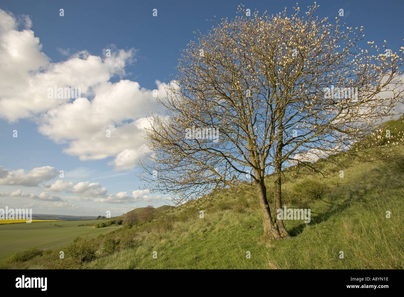 Whitebeam Sorbus aria Ivinghoe Hills Chilterns Bucks Late April Stock ...