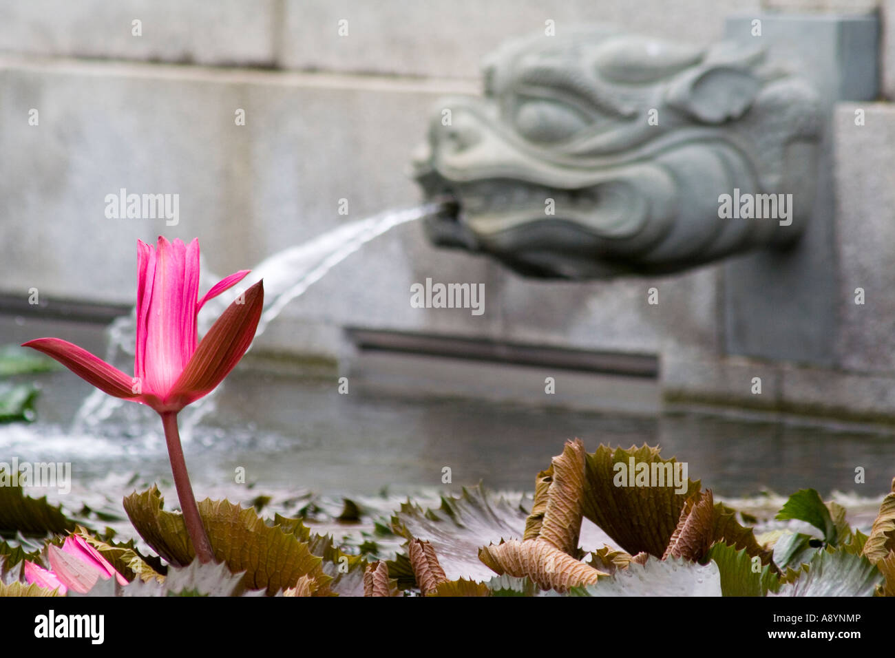 Lotus pond monastery hong kong hi-res stock photography and images - Alamy