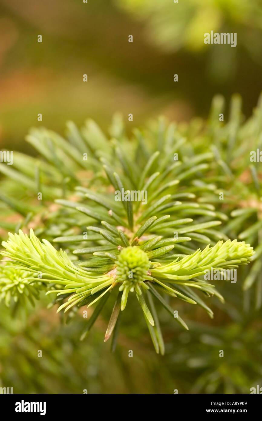 California red fir Stock Photo - Alamy
