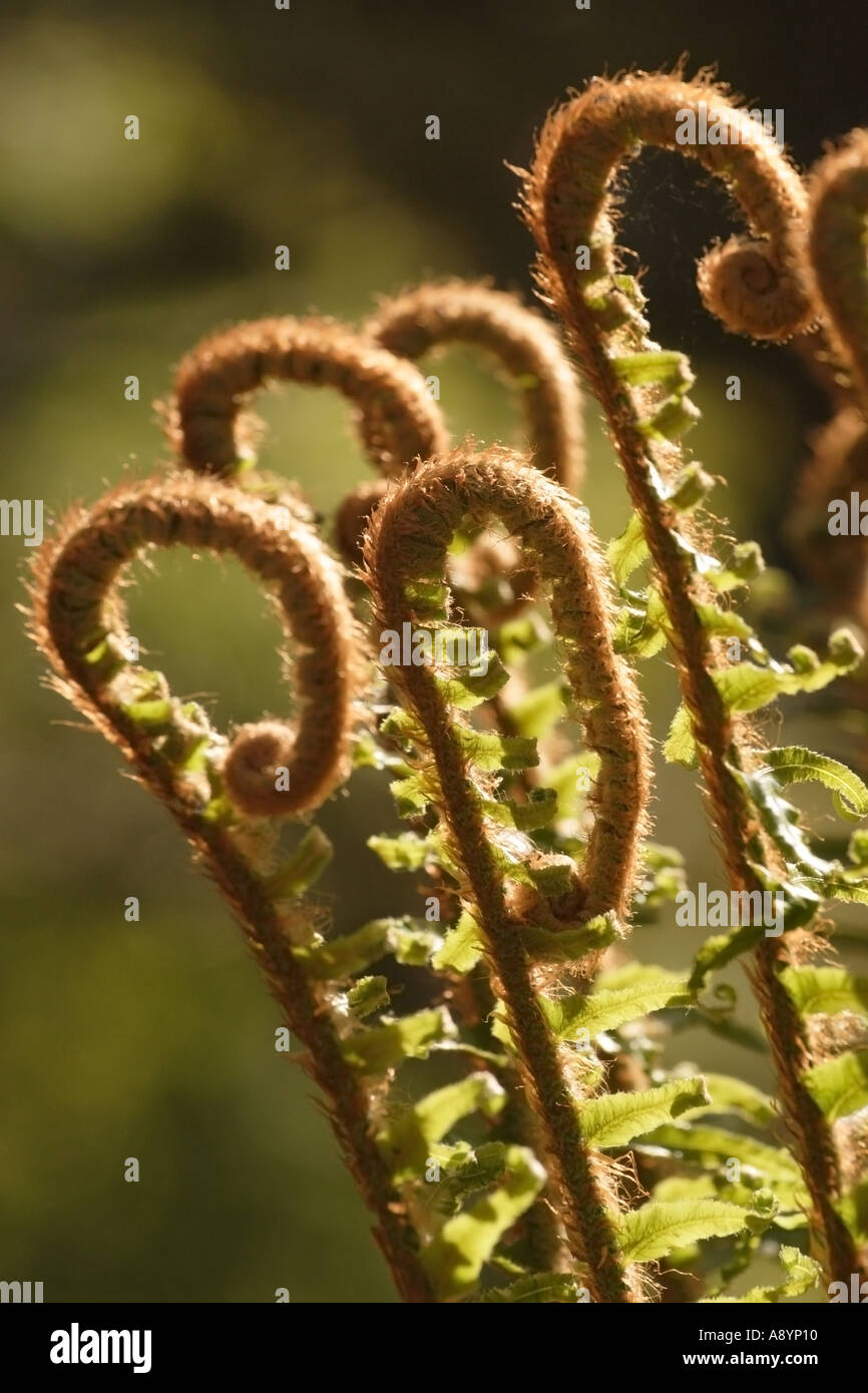 Fern leaf spirals hi-res stock photography and images - Alamy