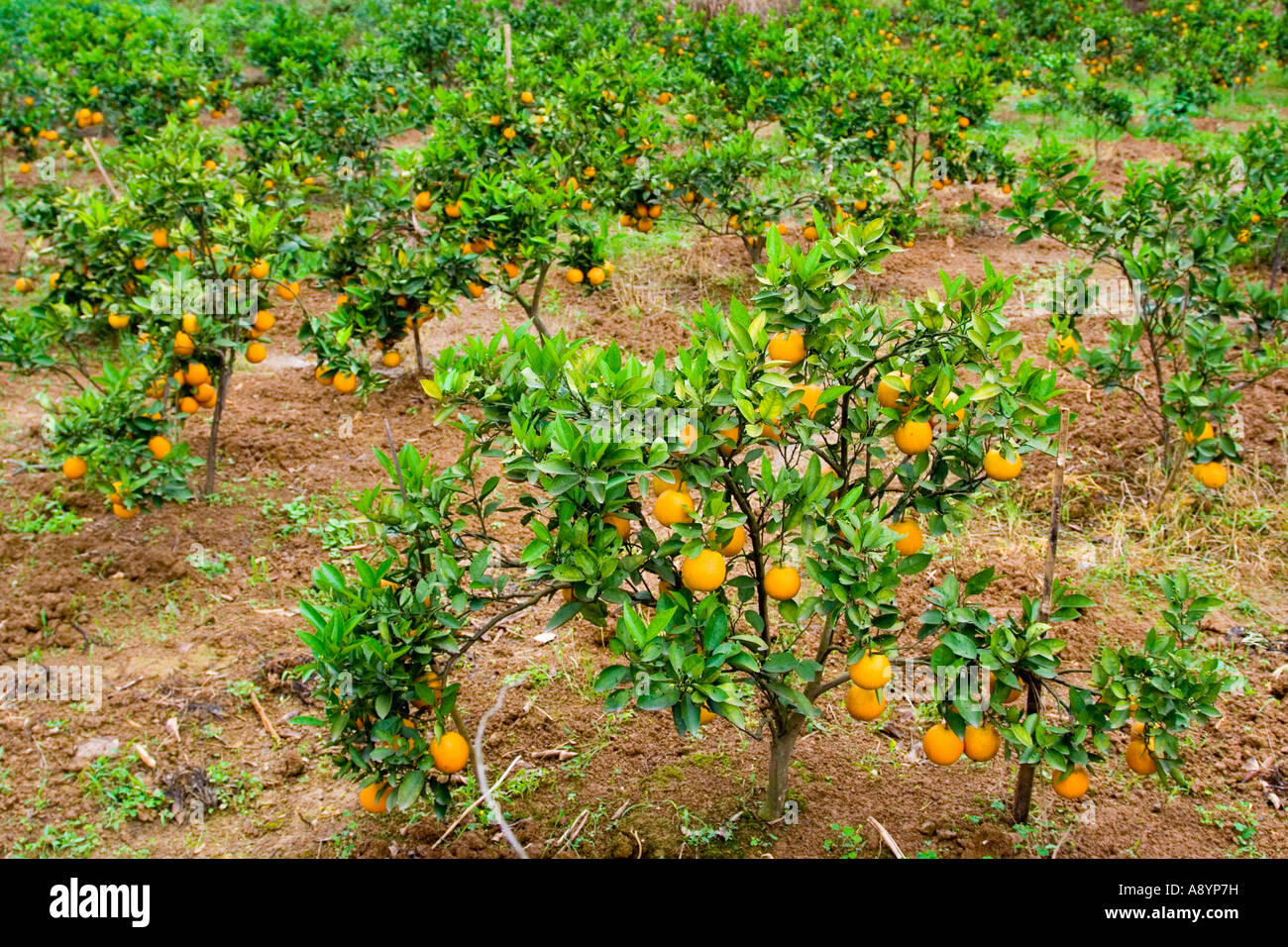Orange Bushes in Orchard near Guilin and Yangshuo China Stock Photo - Alamy