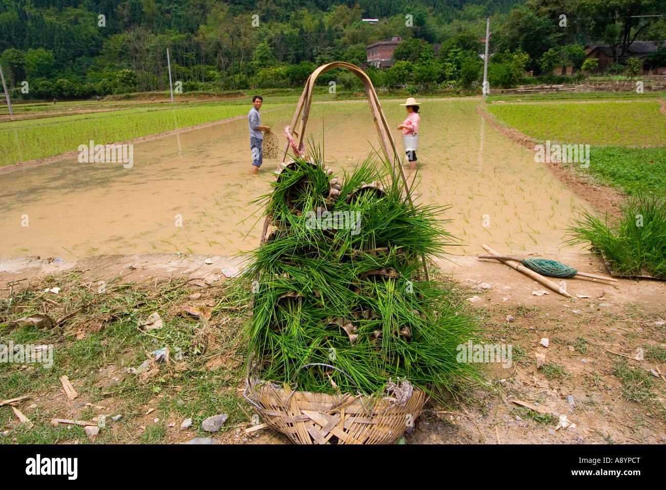 Man and Woman Planting Seedling Rice Plants Xing Ping near Yangshuo ...