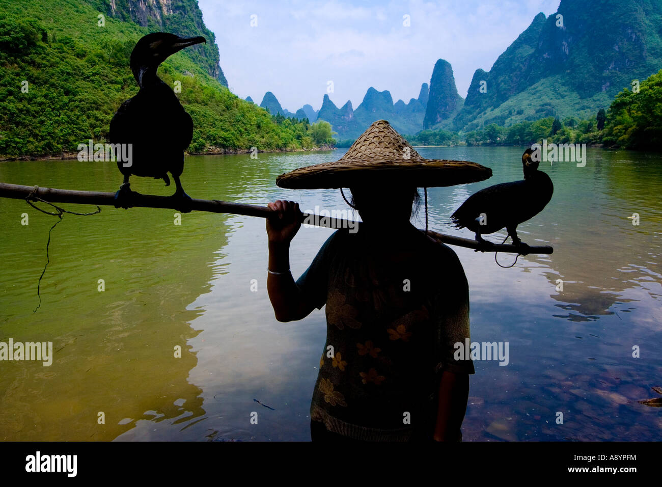 Cormorant Fishing on the Li River, Guilin, China Stock Photo - Alamy