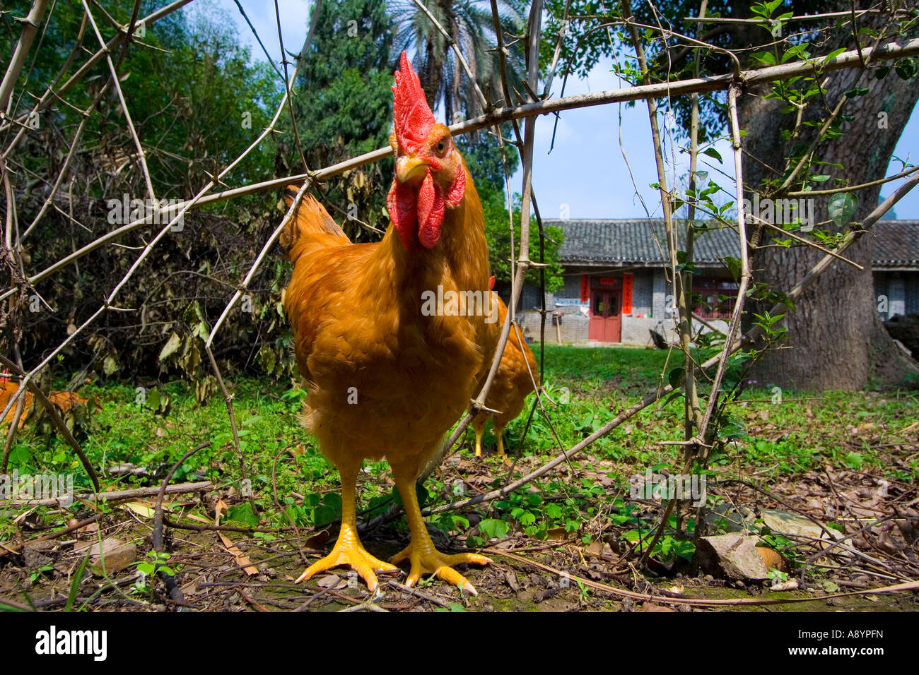 Chicken in Xing Ping Village near Yangshuo and Guilin China Stock Photo ...