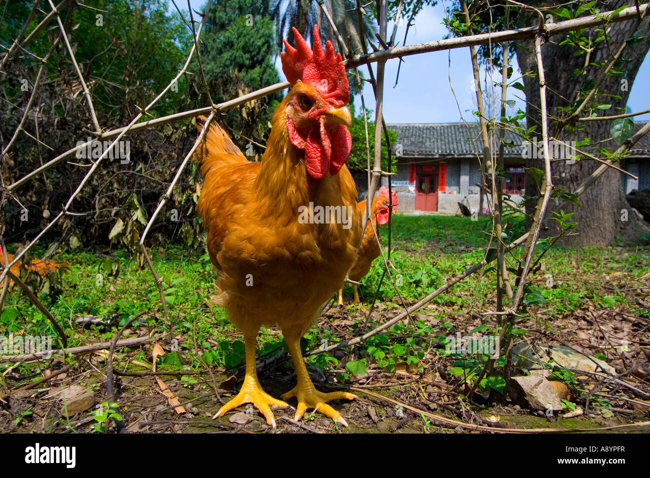 Chicken in Xing Ping Village near Yangshuo and Guilin China Stock Photo ...