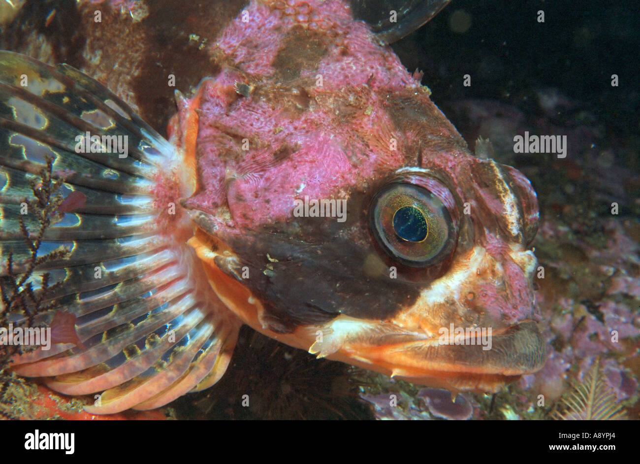 Benthic fish hi-res stock photography and images - Alamy