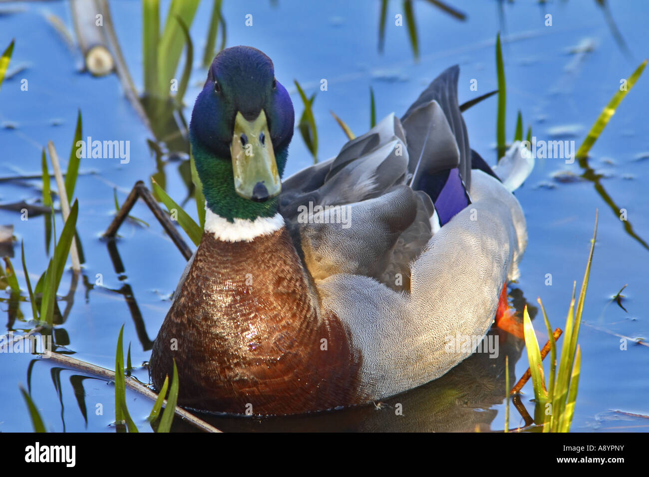 Male mallard duck Stock Photo - Alamy
