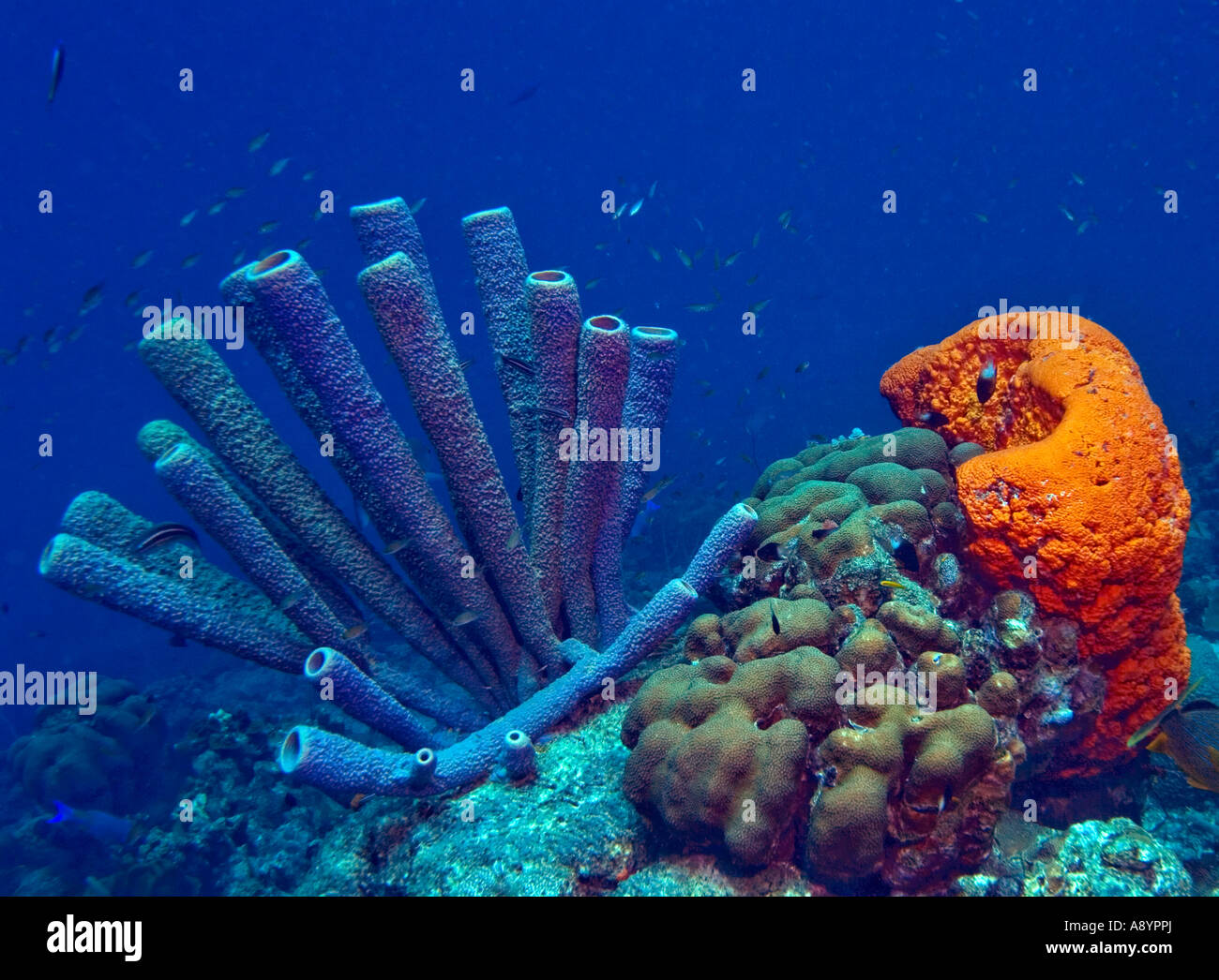 Purple sponge hi-res stock photography and images - Alamy