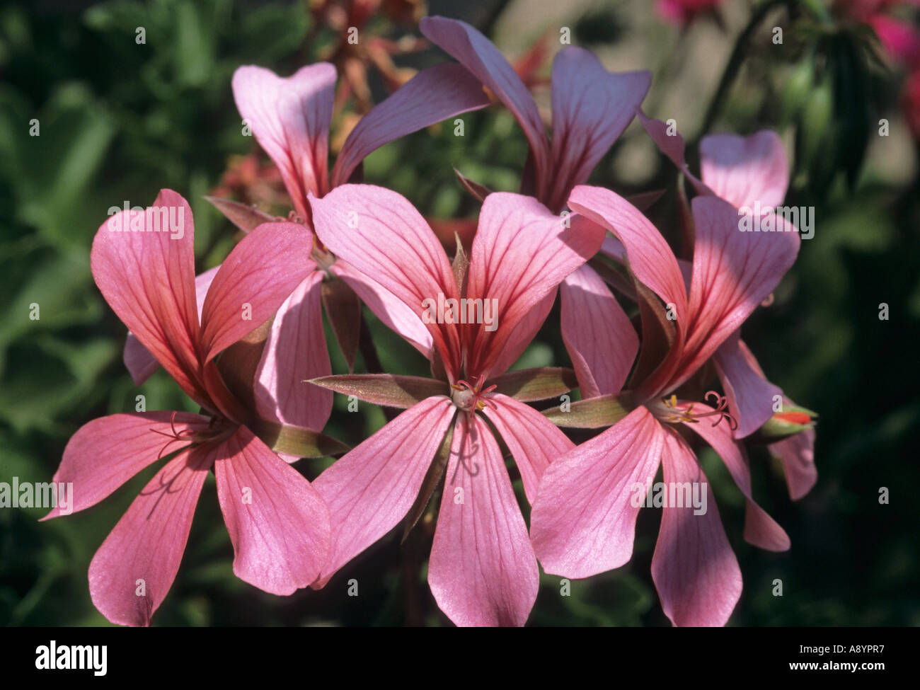 Geranium pelargonium spec hi-res stock photography and images - Alamy