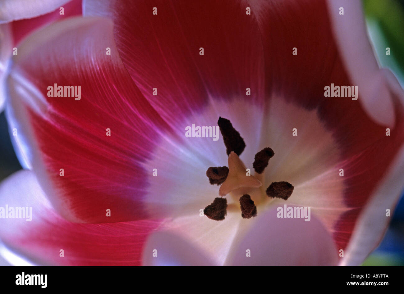 pink tulip pistils Stock Photo - Alamy