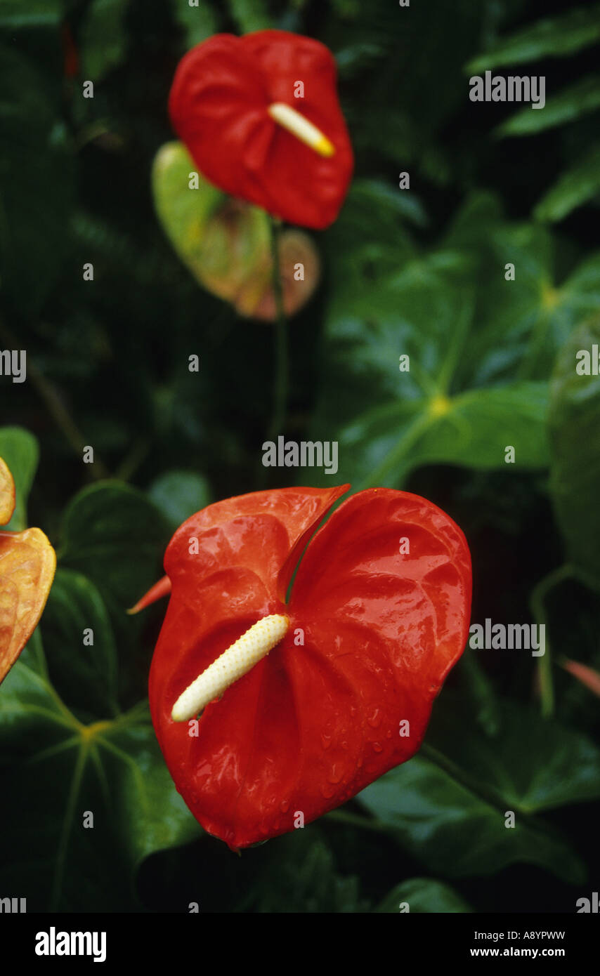 Flamingo Lily or Anthurium andraeanum in Botanic Garden Maison Folio in ...