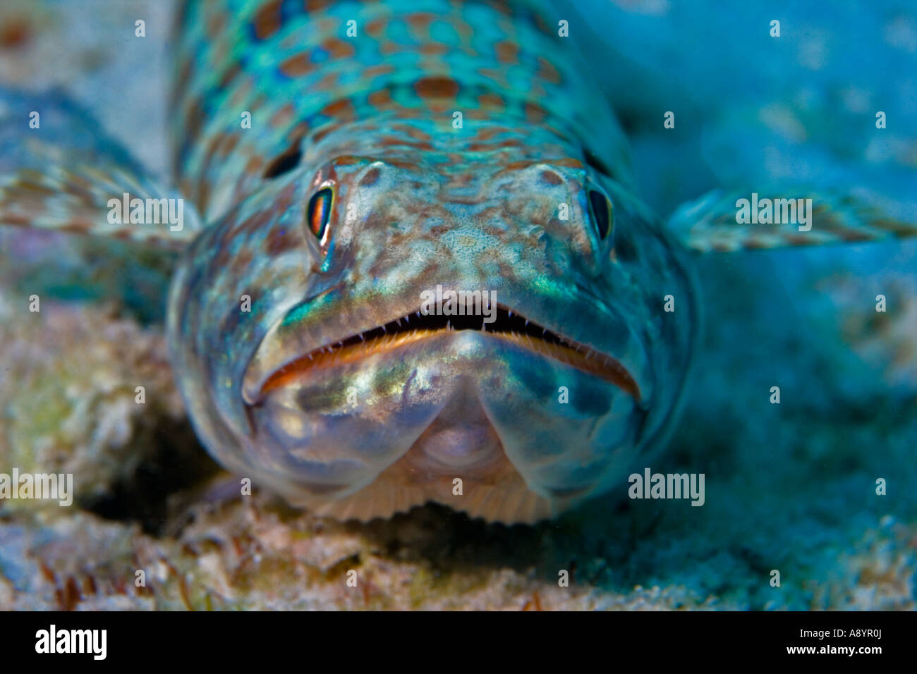 Lizard fish hi-res stock photography and images - Alamy