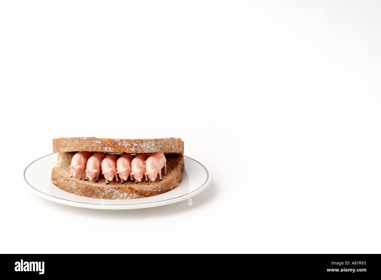 bacon sandwich pig pork animal farm farming food veggie vegetarian ...