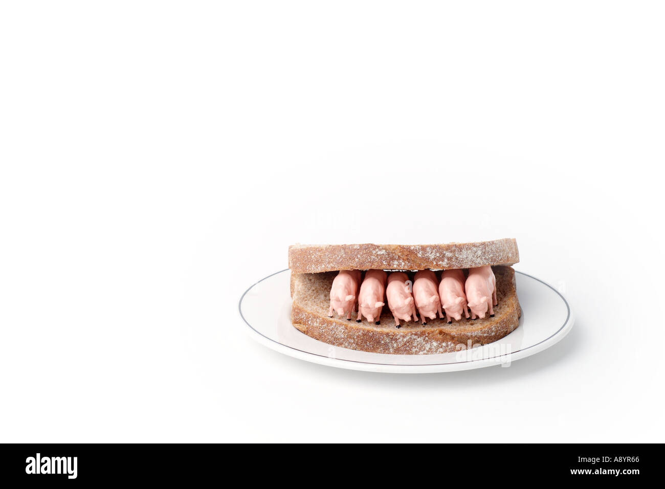 bacon sandwich pig pork animal farm farming food veggie vegetarian ...