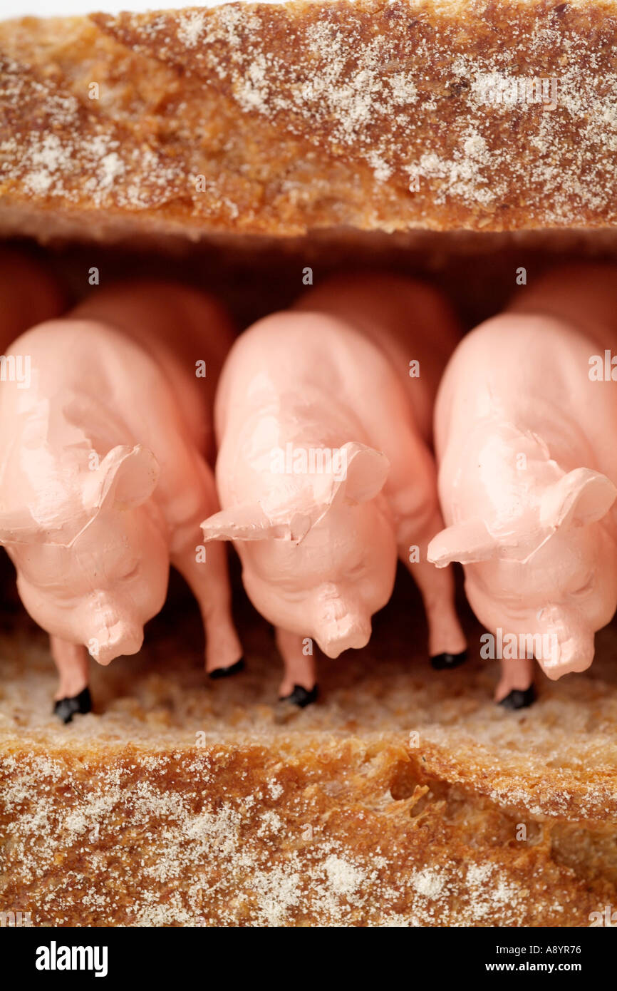 bacon sandwich pig pork animal farm farming food veggie vegetarian ...