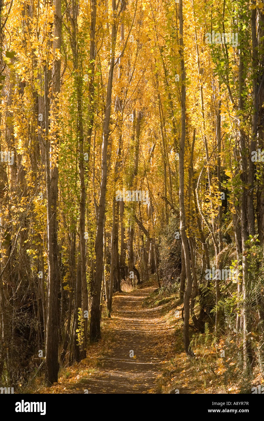 Lake Wanaka Outlet Walk in Autumn The walk follows the edge of the ...