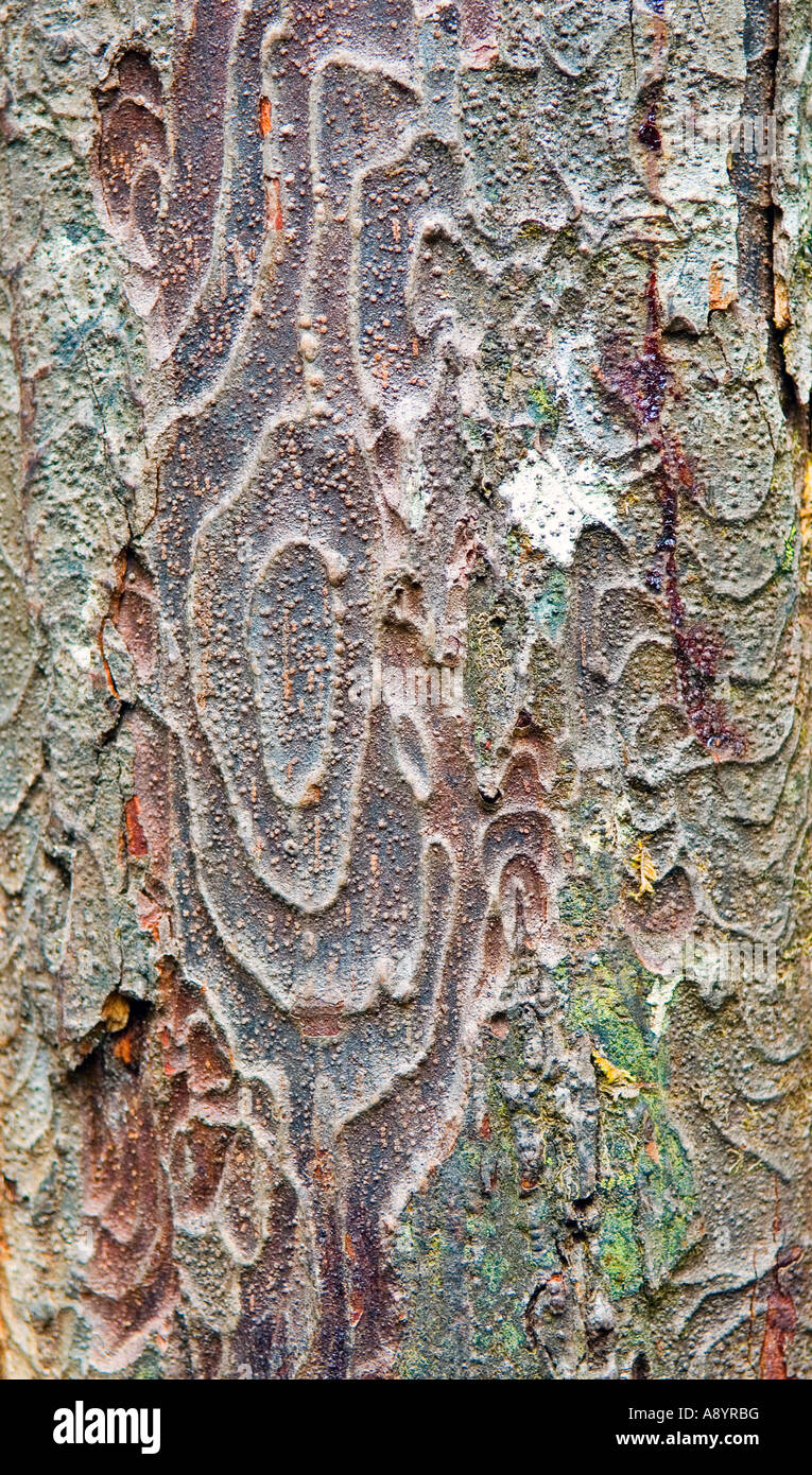 Unusual pattern in tree bark forest around Lake Matheson West Coast of ...