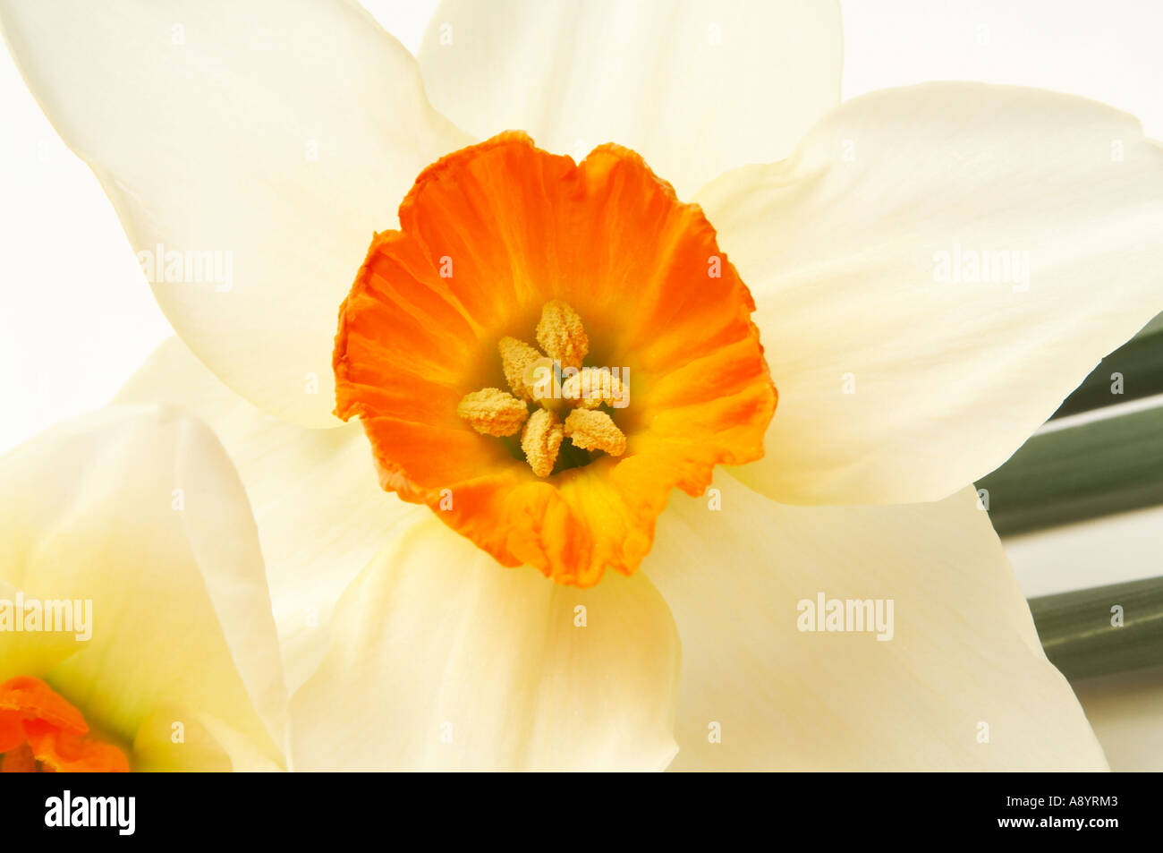 Daffodils, flowers, flower, petal, petals, color, colour, studio Stock ...
