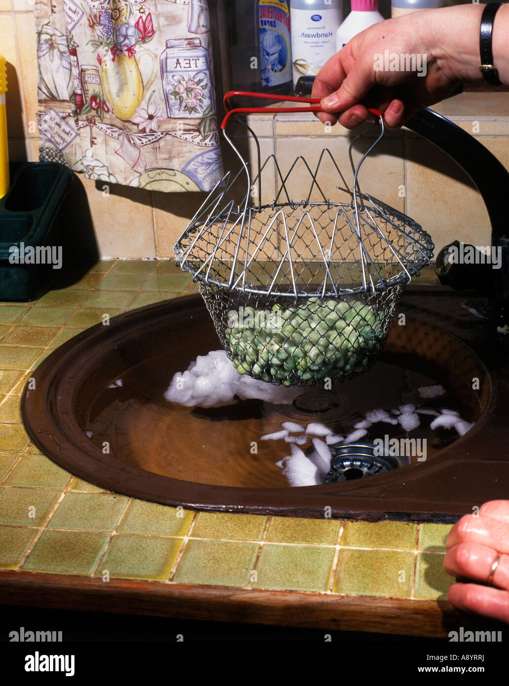 PRESERVING VEGETABLES TIP COOL BROAD BEANS IN A LARGE VOLUME OF COLD ...