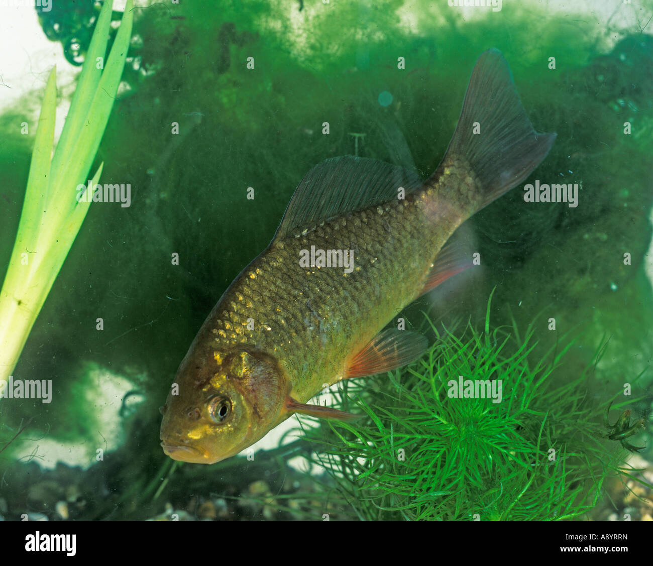 CRUCIAN CARP SWIMMING SIDE VIEW Stock Photo - Alamy