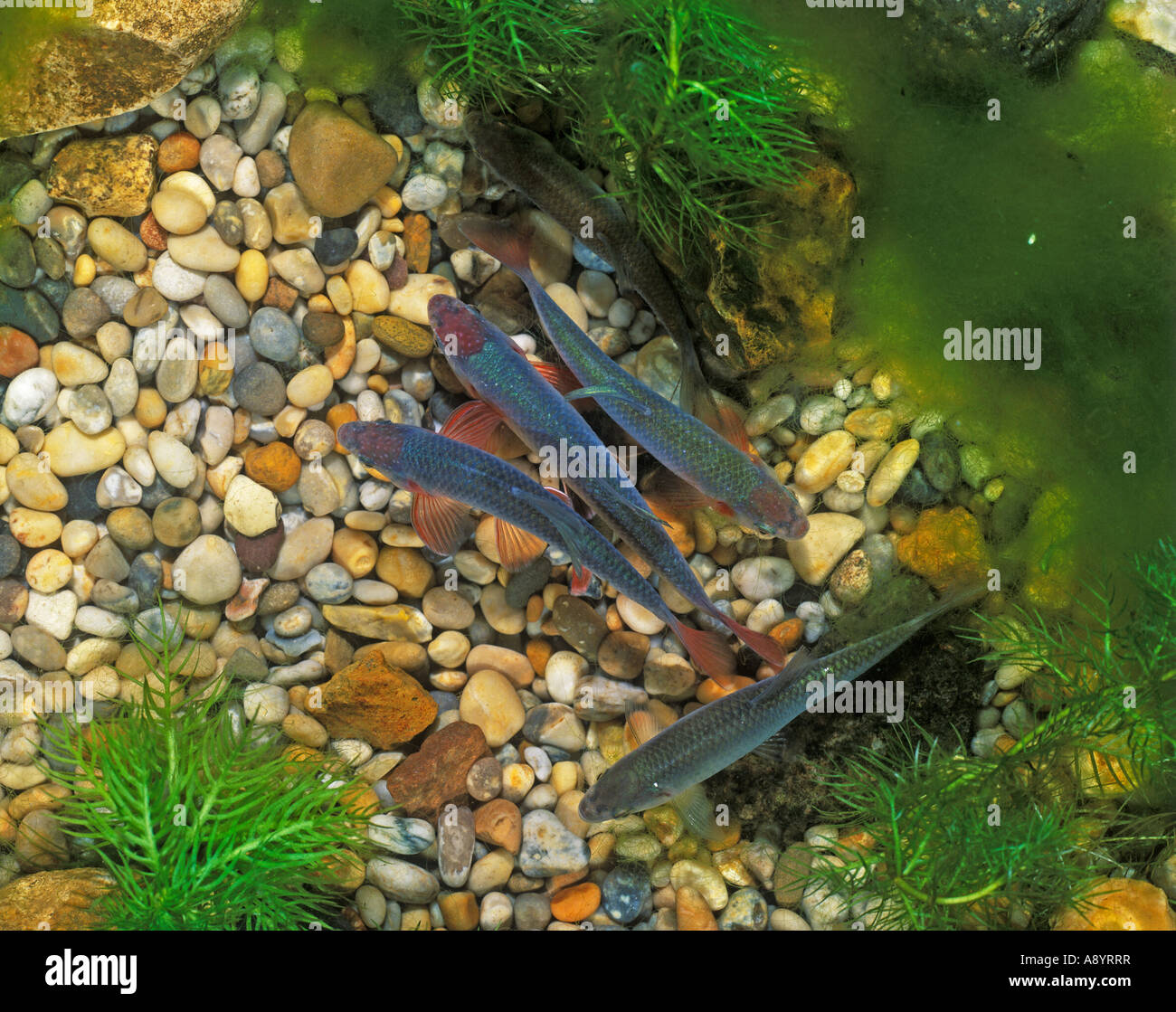 RED SHINERS SWIMMING TOP VIEW Stock Photo - Alamy