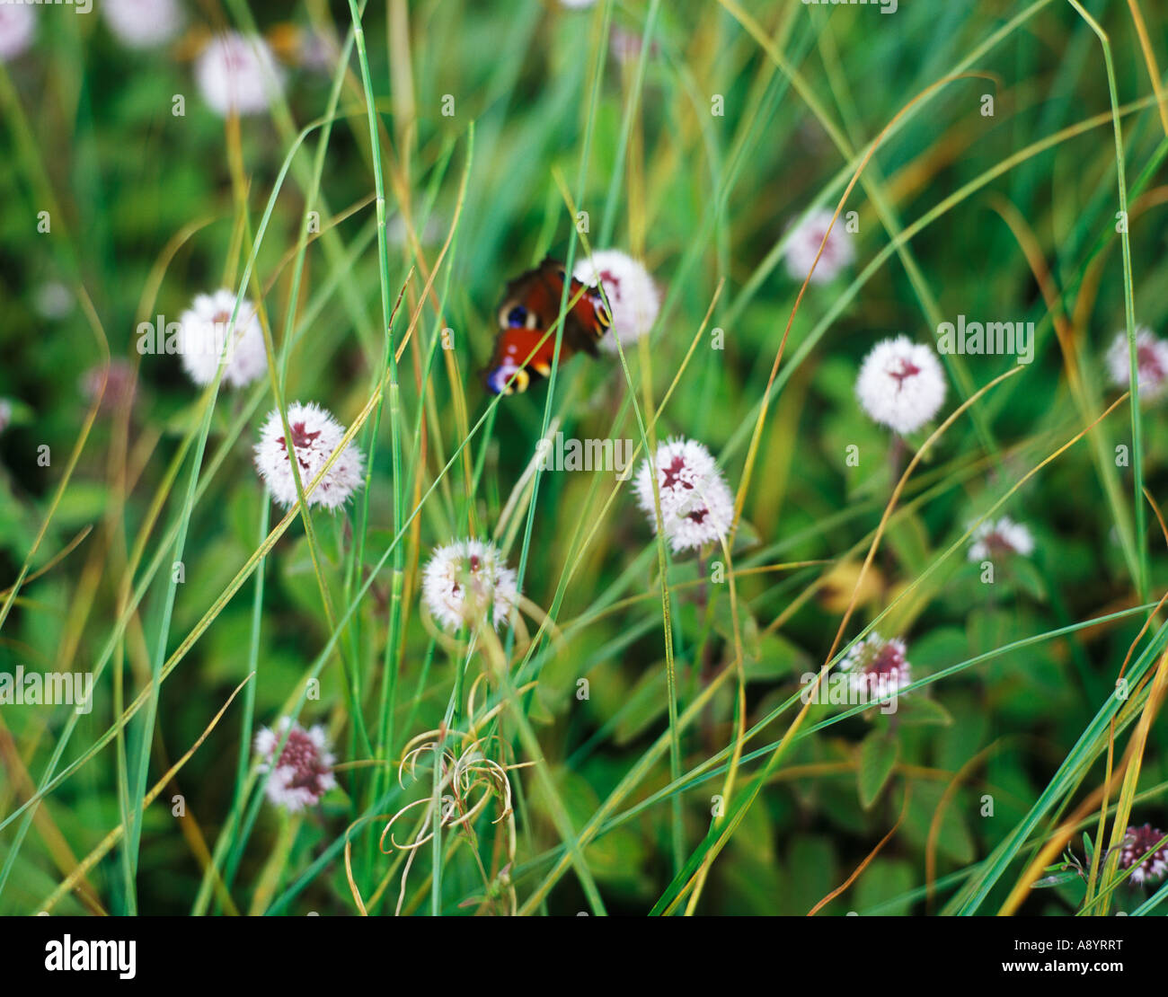 WATER MINT MENTHA AQUATICA GROUP OF PLANTS IN FLOWER Stock Photo - Alamy