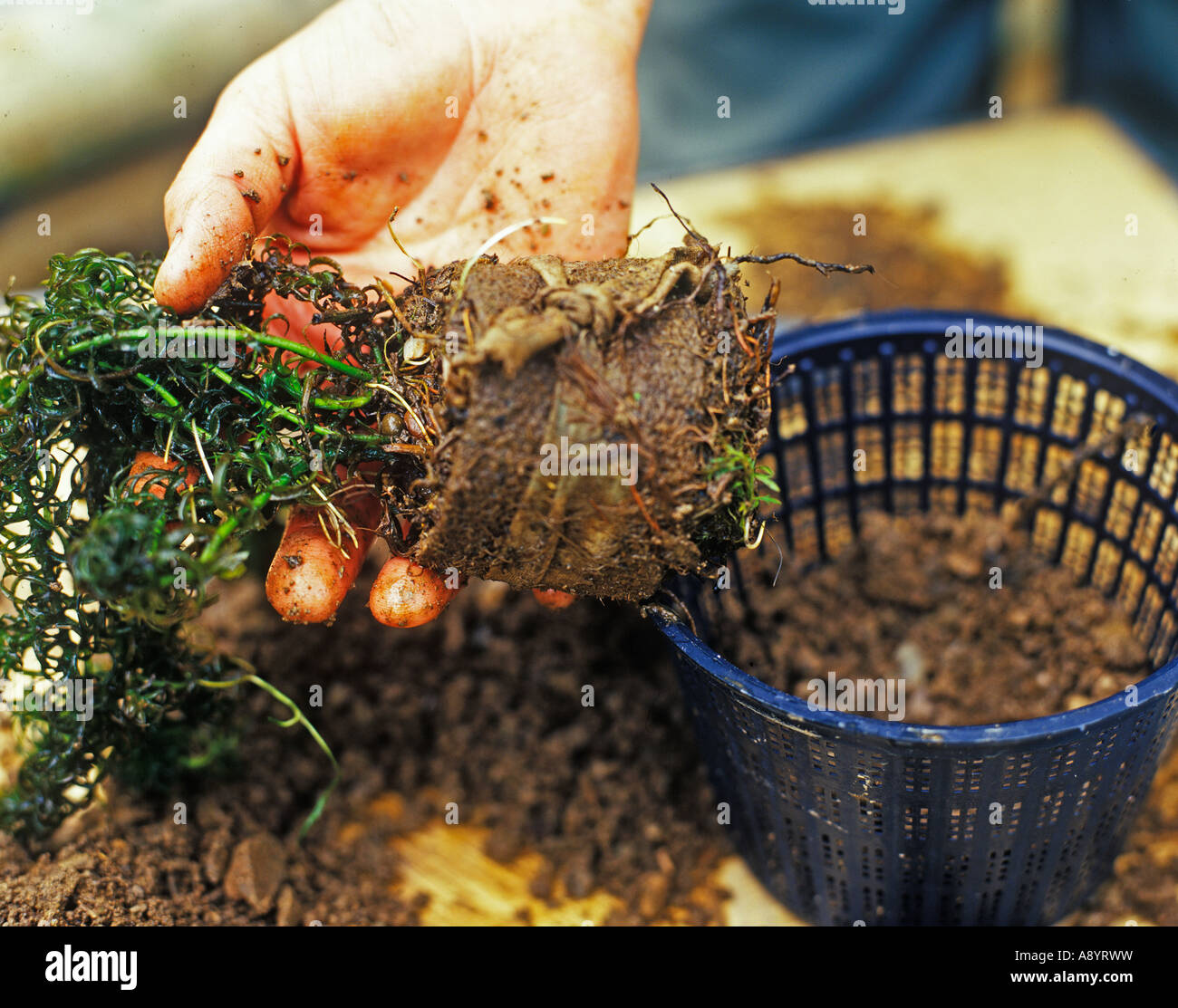 Canadian pondweed elodea crispa grows hi-res stock photography and ...