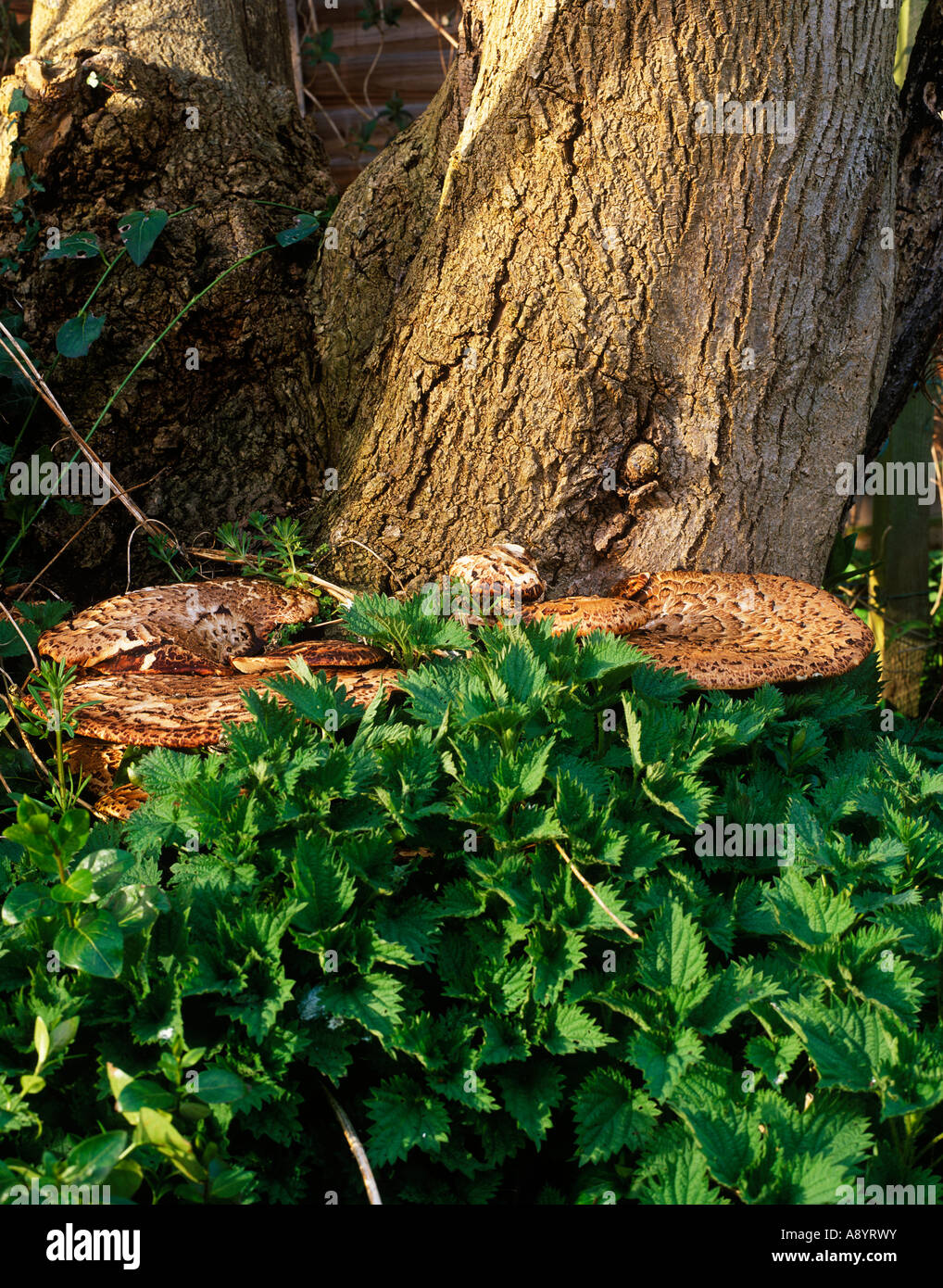 DRYADS SADDLE ON LIVE ASH TREE Stock Photo - Alamy