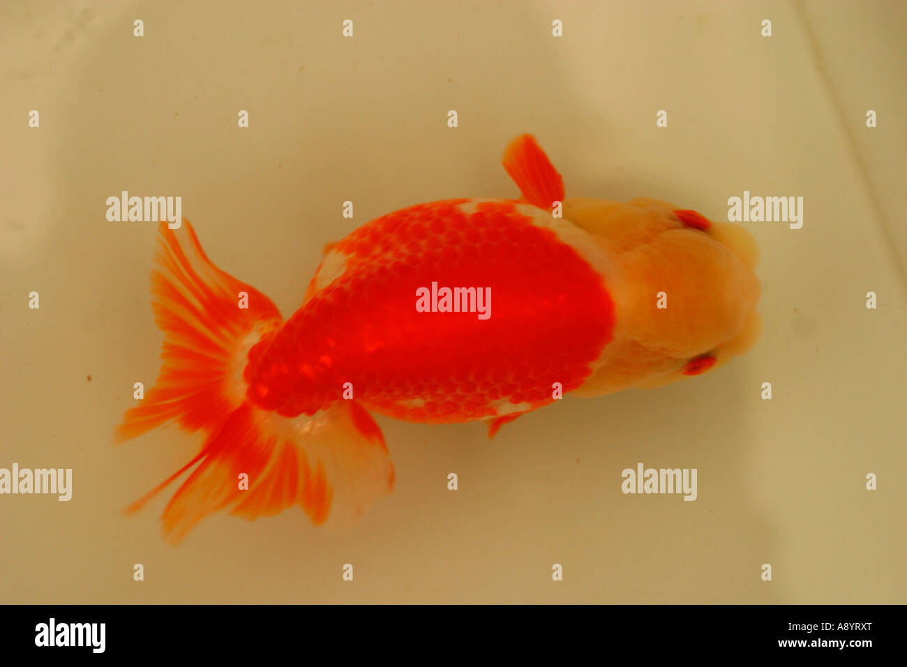 Ranchu High Resolution Stock Photography and Images - Alamy