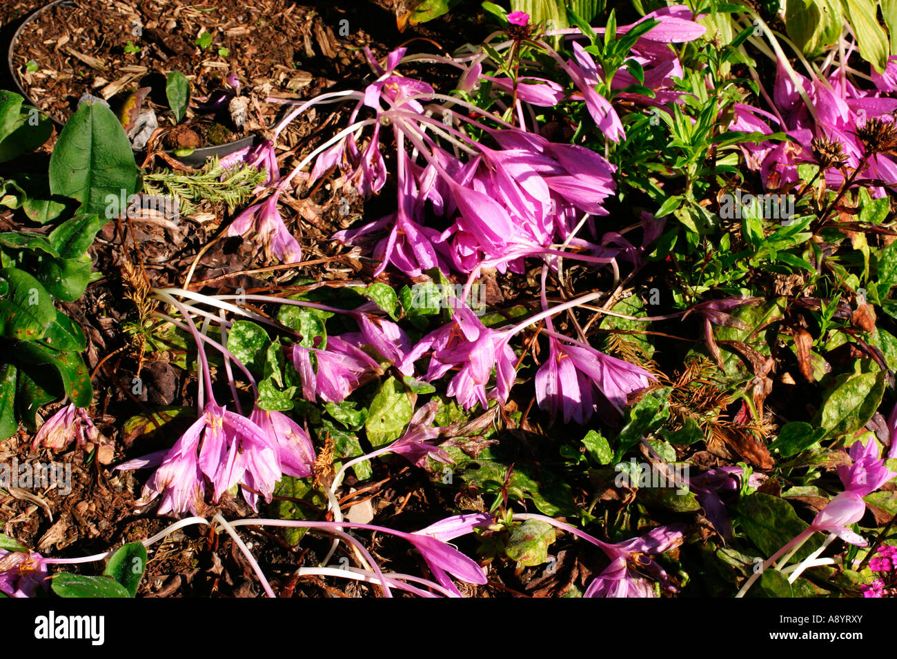 AUTUMN CROCUS IN FLOWER Stock Photo - Alamy
