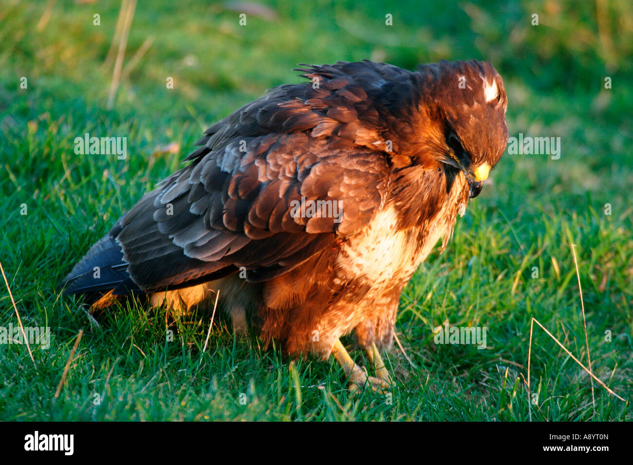 BUZZARD BUTEO BUTEO ON GRASS SIDE VIEW Stock Photo - Alamy