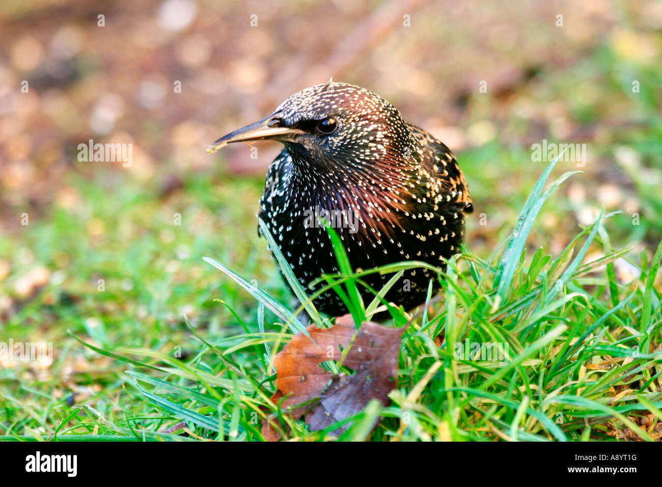 STARLING STERNUS VULGARIS IN GRASS FRONT VIEW Stock Photo - Alamy