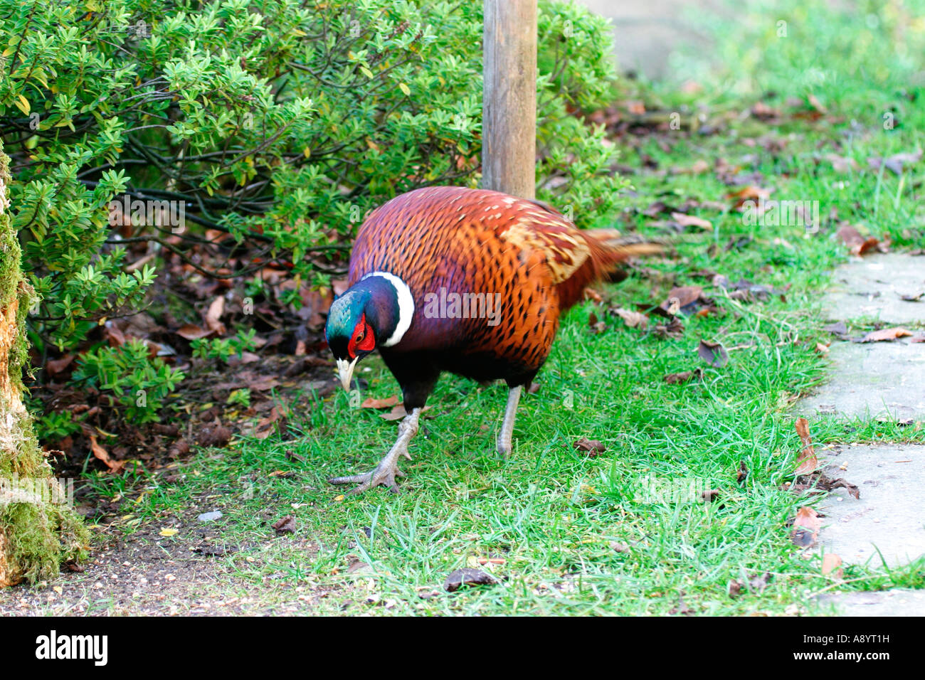 PHEASANT PHASIANUS COLCHICUS LOOKING FOR FOOD FRONT VIEW Stock Photo ...