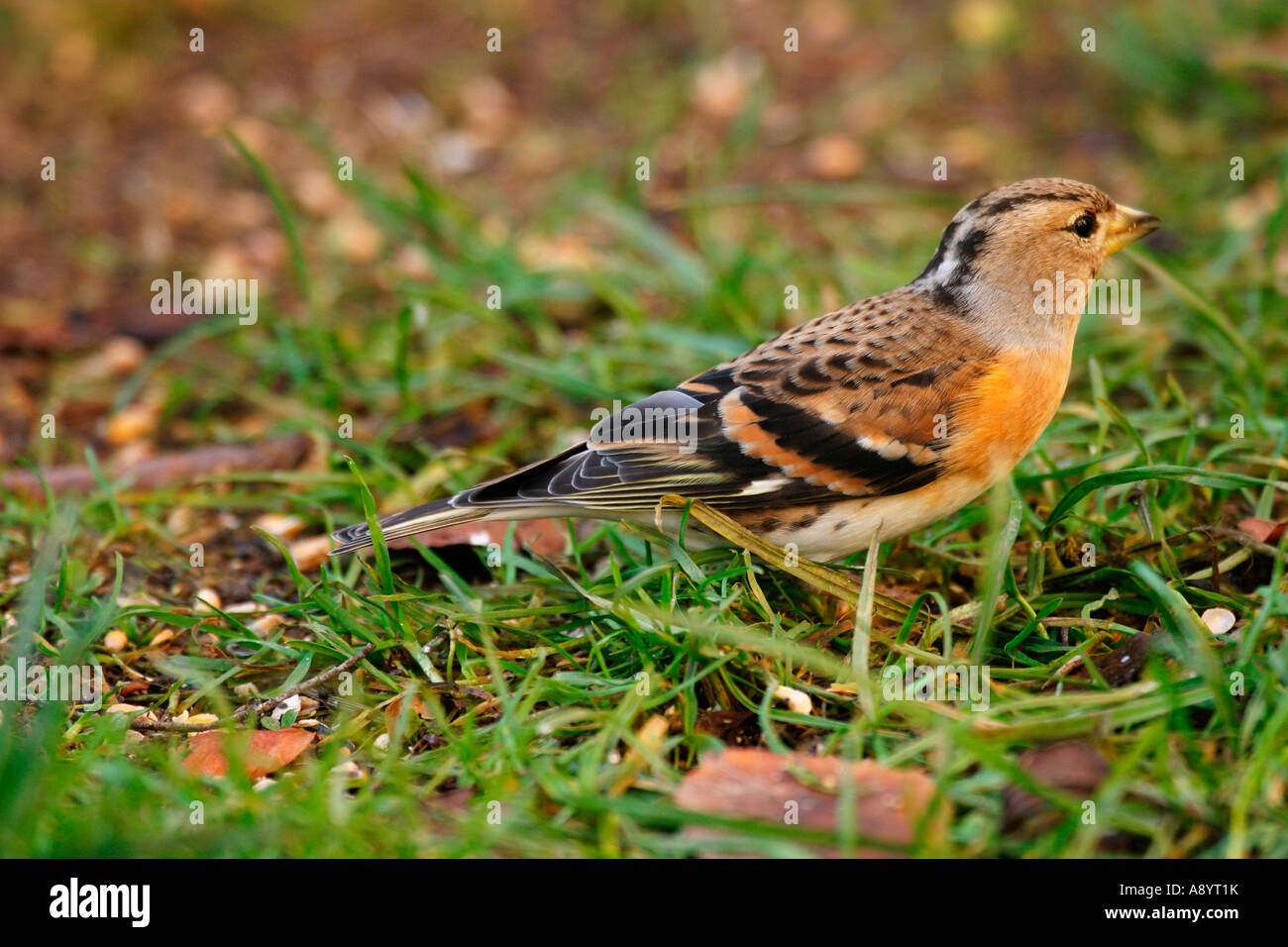 BRAMBLING FRINGILLA MONTIFRINGILLA ON BRANCH FRONT VIEW Stock Photo - Alamy