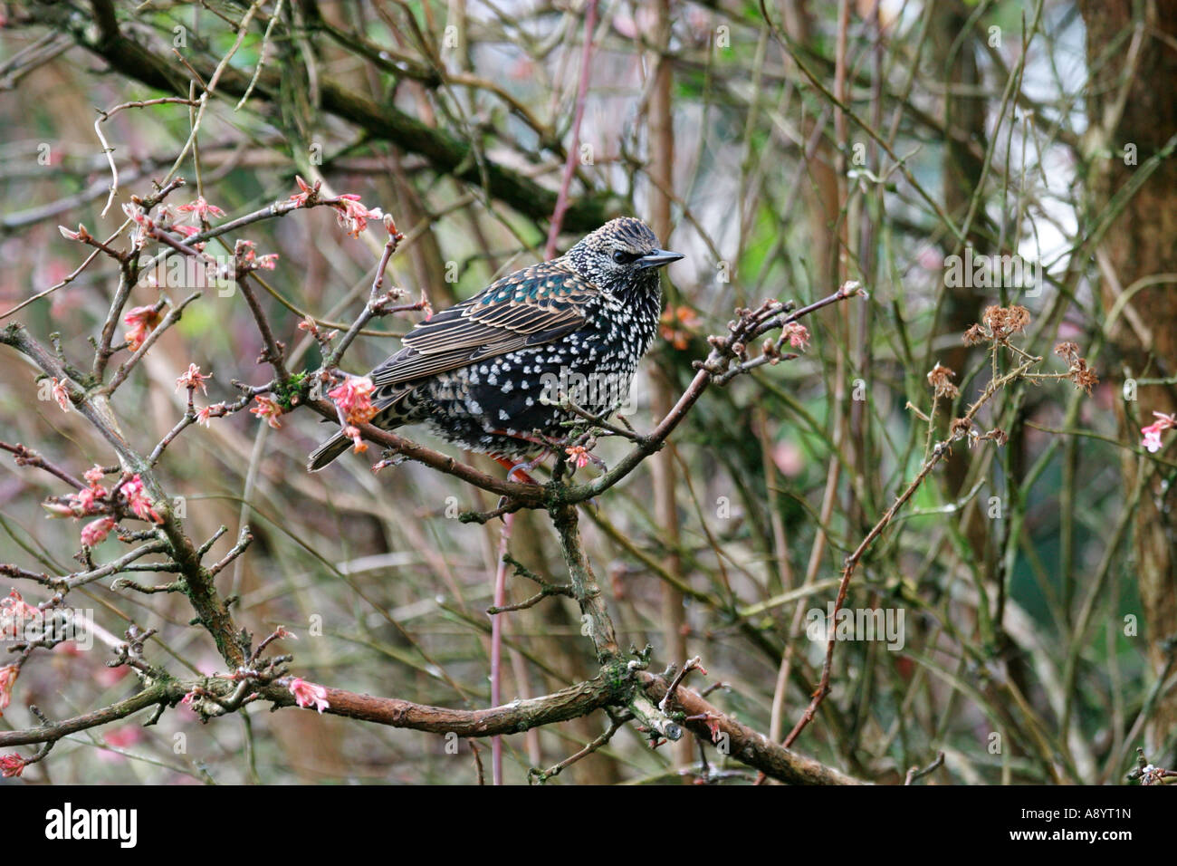 STARLING STERNUS VULGARIS ON BRANCH SIDE VIEW Stock Photo - Alamy