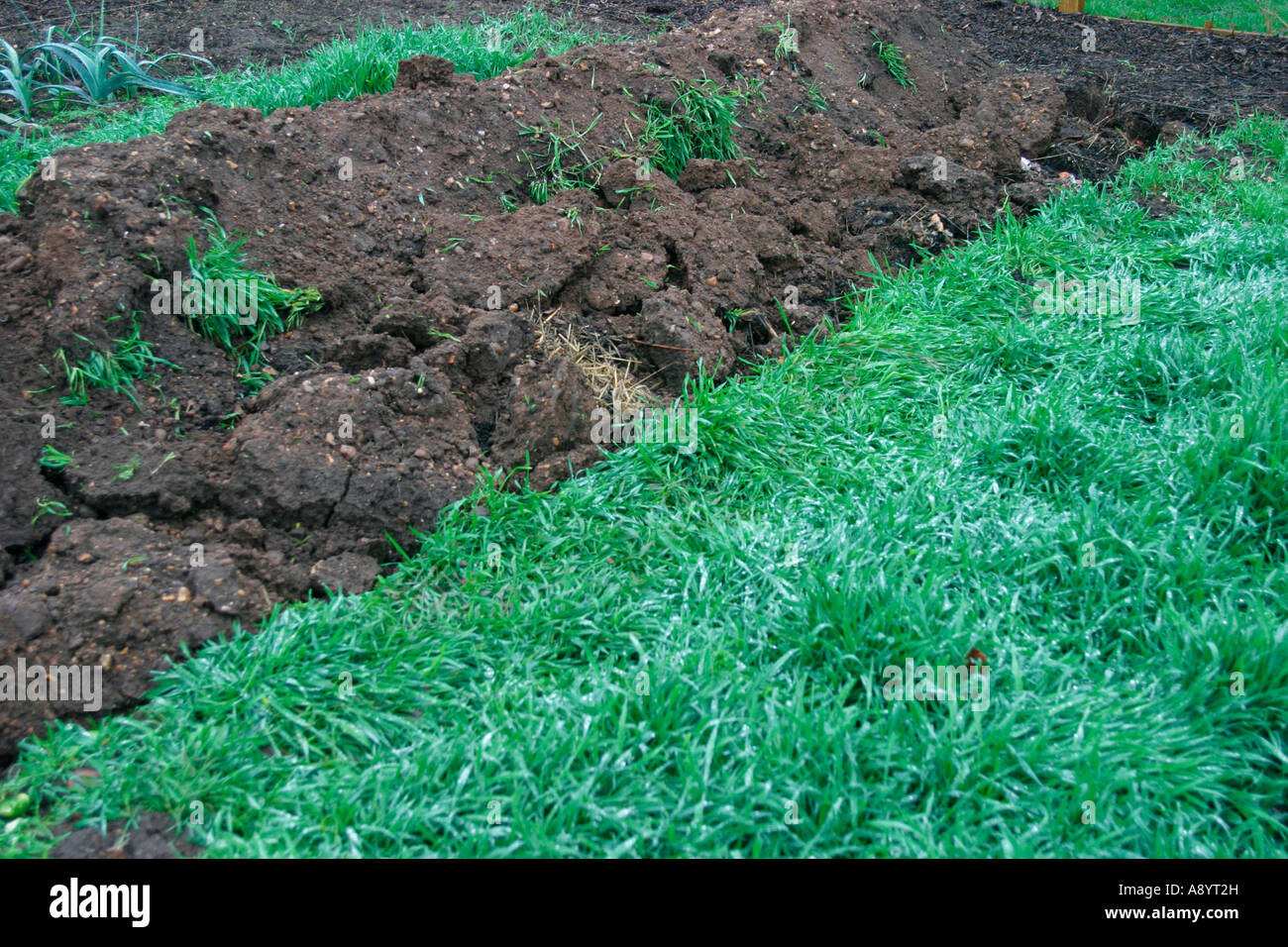 GREEN MANURE DIGGING IN Stock Photo - Alamy