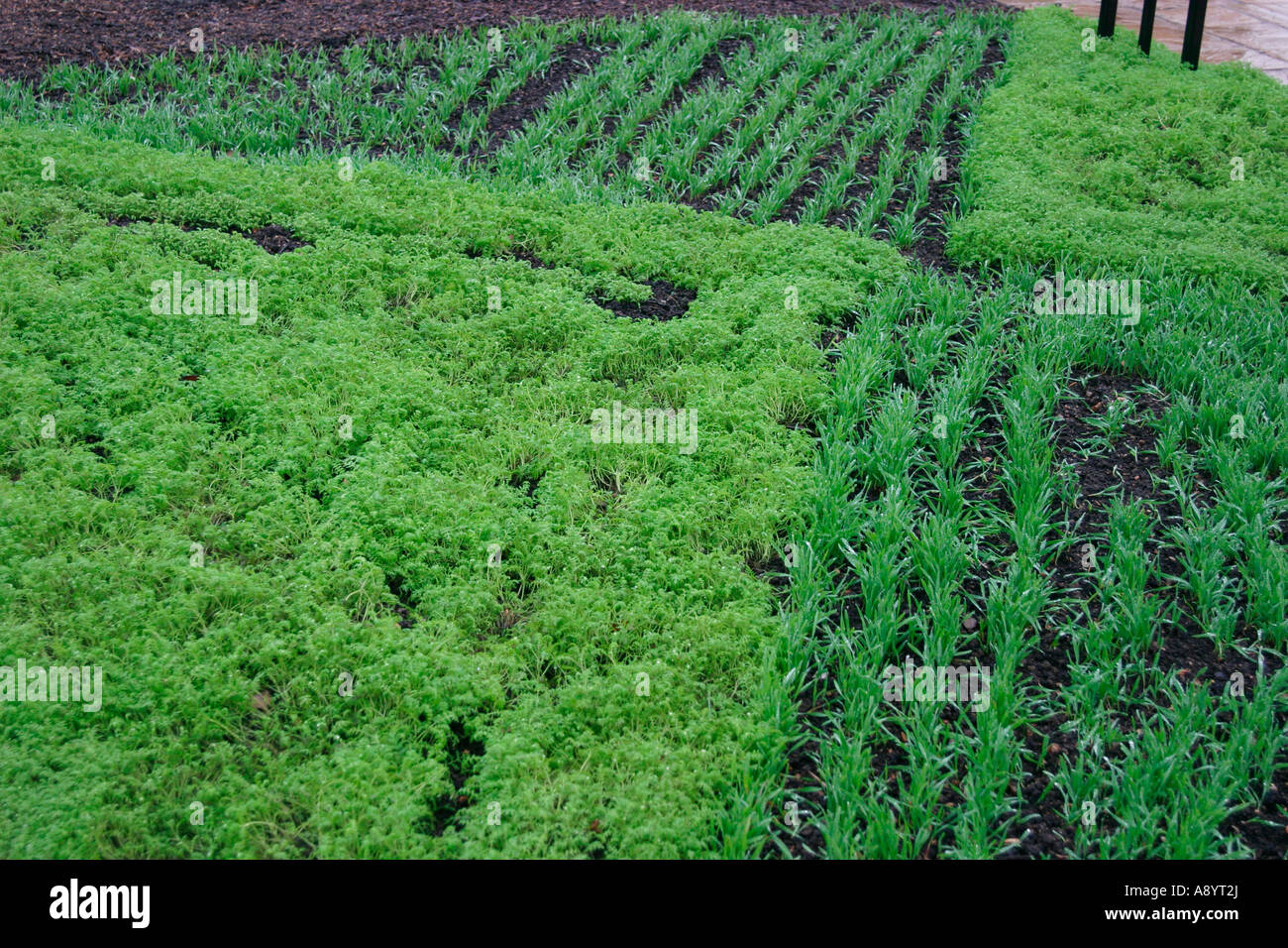 GREEN MANURE BED Stock Photo - Alamy