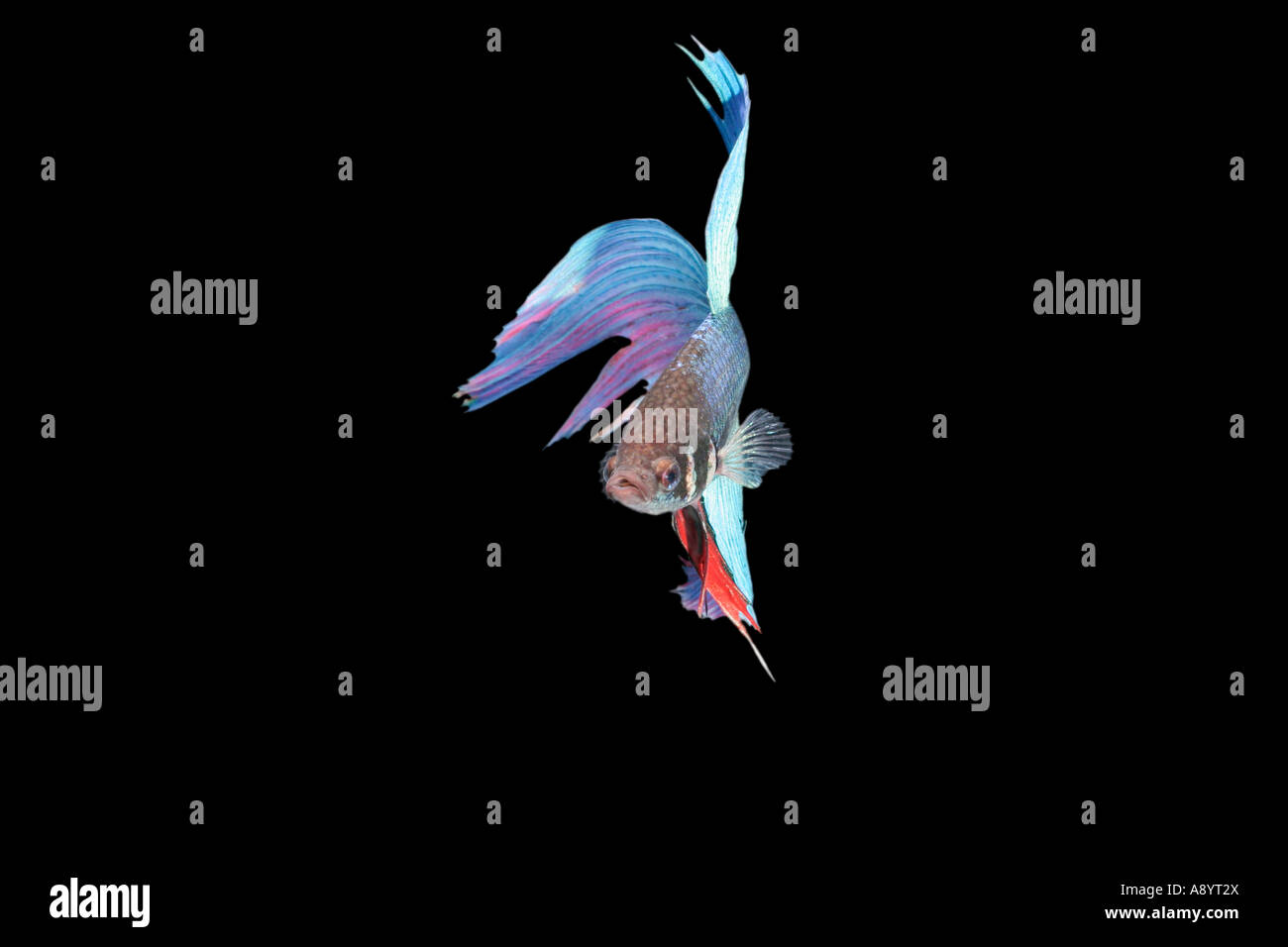 Fighter fish hi-res stock photography and images - Alamy
