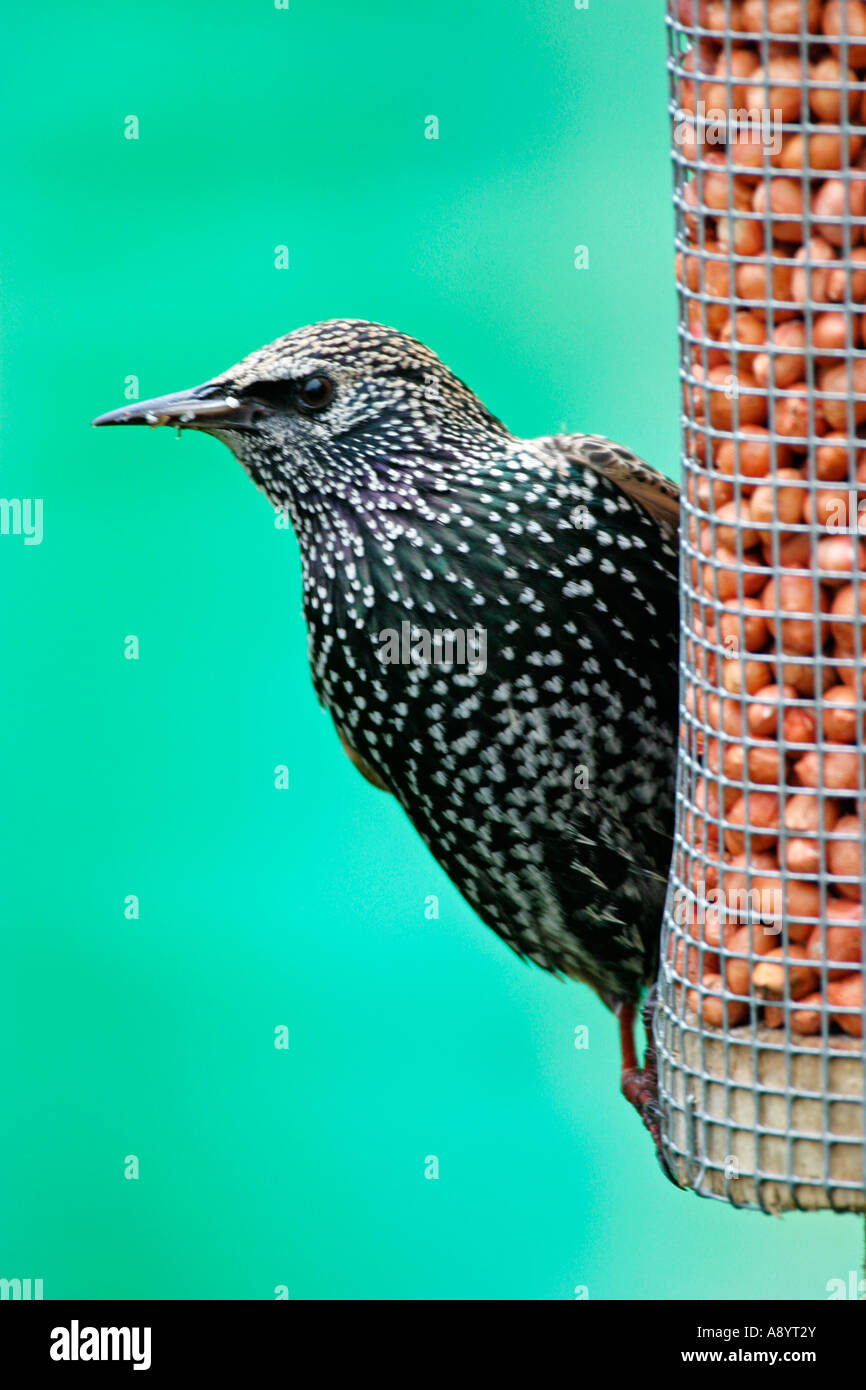 STARLING STERNUS VULGARIS ON BIRDFEEDER FRONT VIEW Stock Photo - Alamy