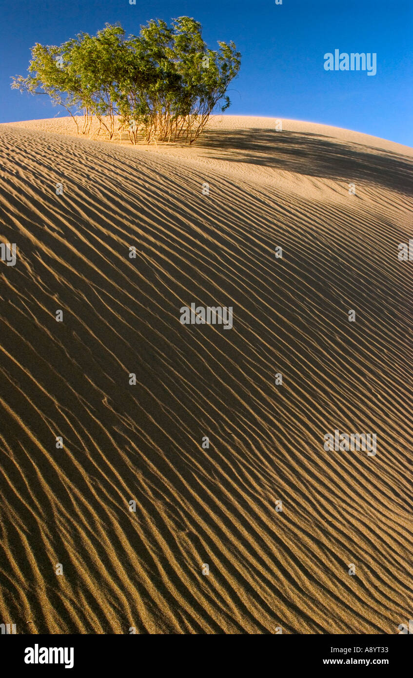 Sand ripples pattern Stock Photo - Alamy