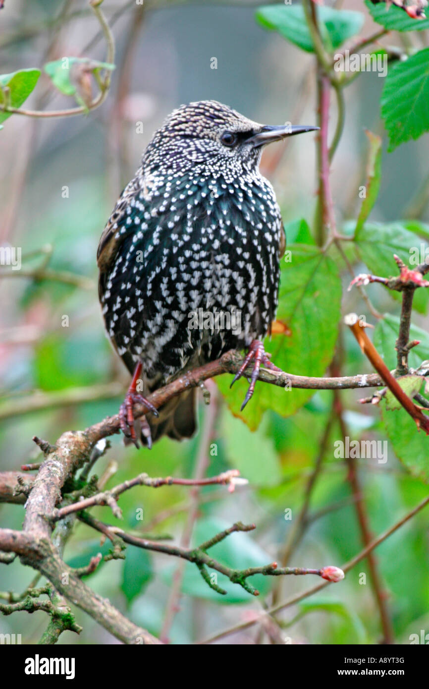 STARLING STERNUS VULGARIS ON BRANCH FRONT VIEW Stock Photo - Alamy